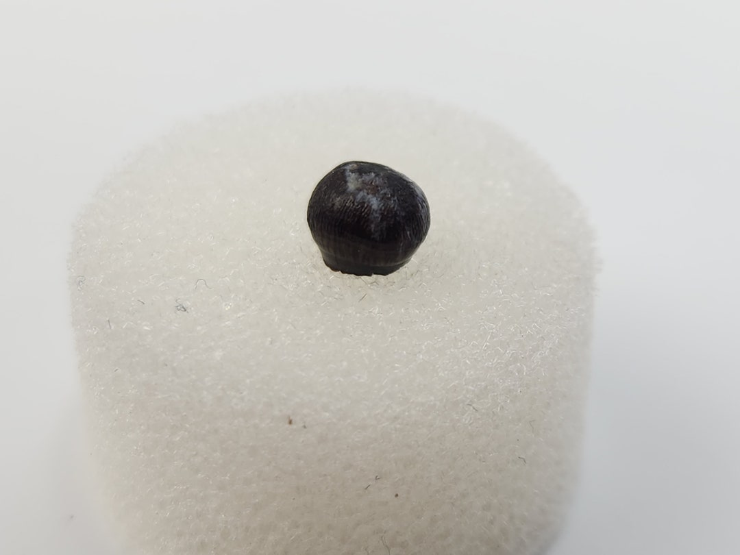 Lance Formation Crocodile Tooth Fossil Niobrara County - Etsy