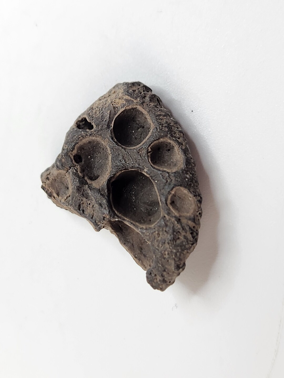 Thecachampsa Osteoderm armor Scute - Etsy