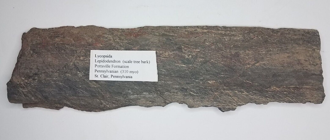 Lycopsida Lepidodendron scale Tree Bark Plant Fossil - Etsy