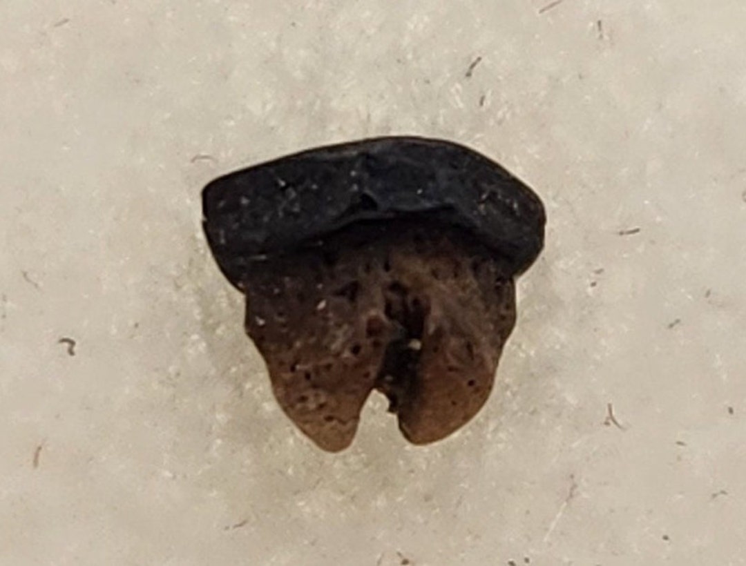 Myledaphus Bipartitus Stringray Tooth Fossil - Judith River Fm.- Hill ...