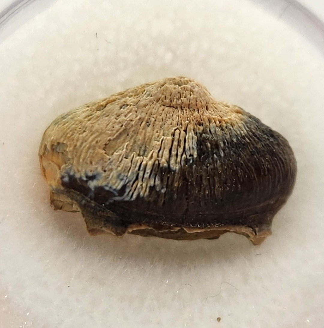 Brachychampsa 0.60" Tooth Fossil - Hell Creek Fm. - Wibaux Co., MT - Etsy