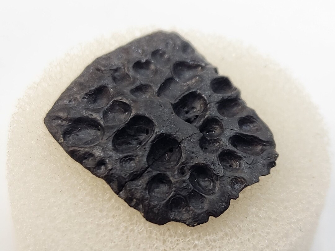 Fossil Crocodilian Osteoderm armor Scute Hell Creek Fm. Garfield Co ...