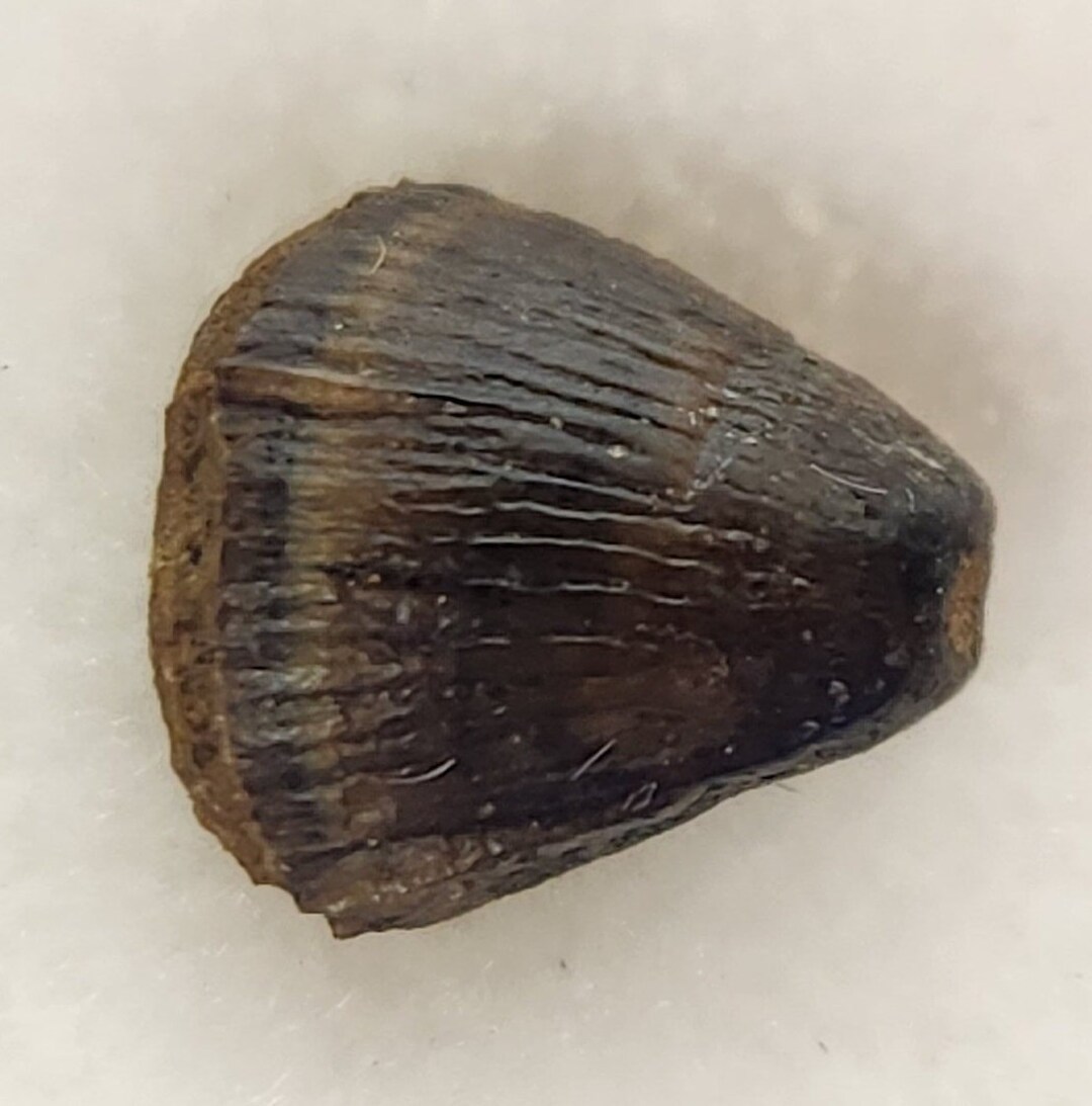 Brachychampsa 0.37" Tooth Fossil - Hell Creek Fm. - Wibaux Co., MT - Etsy
