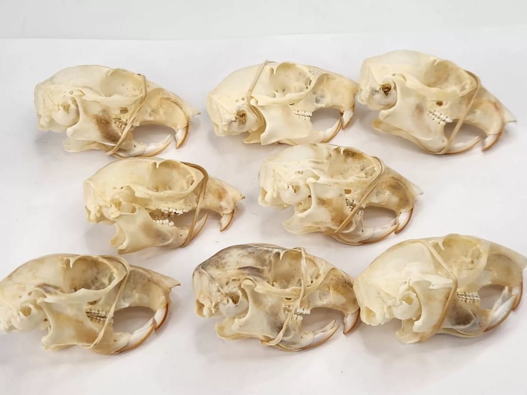 Real Eastern Gray Squirrel Skulls Craft Grade Generic Sciurus ...
