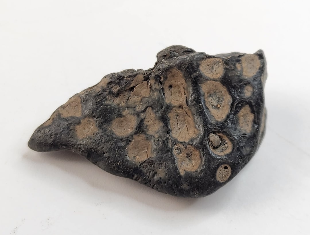 Thecachampsa Osteoderm (armor Scute) - Etsy