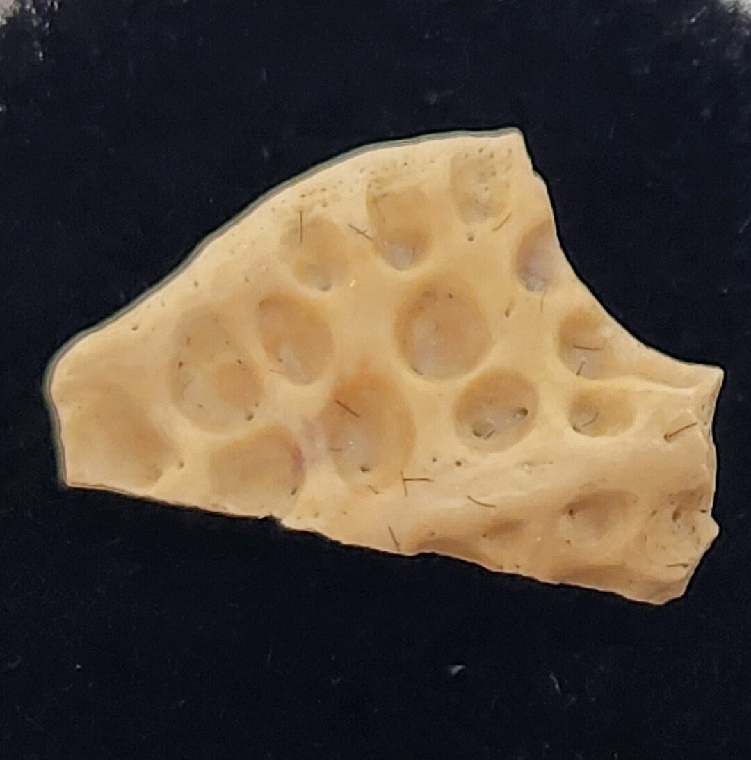 Crocodilian Osteoderm (scute) Fossil - Judith River Fm. - Hill Co., MT ...