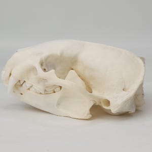 Real American Badger Skull - Taxidea Taxus - American Sourced - Etsy