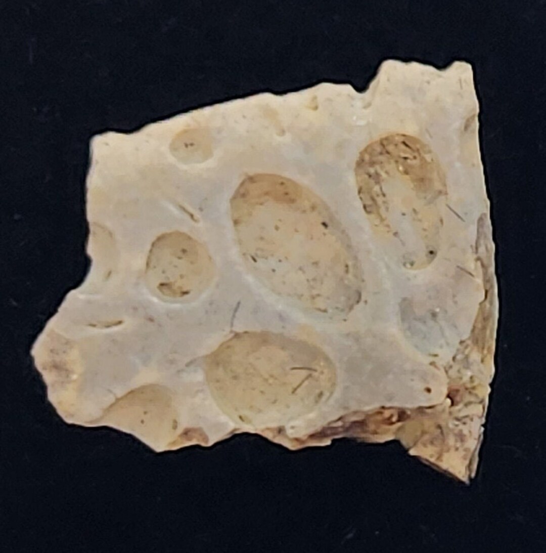 Crocodilian Osteoderm (scute) Fossil - Judith River Fm. - Hill Co., MT ...