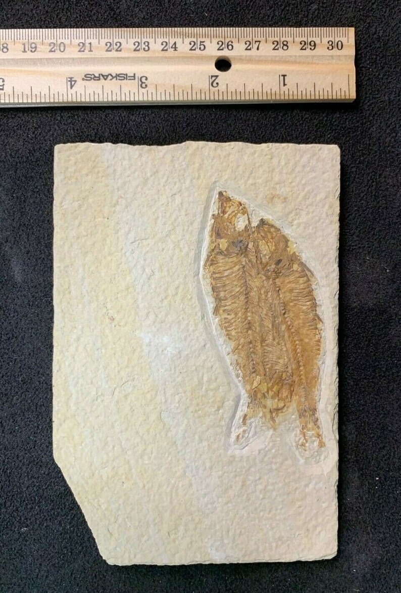 Green River Fossil Fish With Display Stand - Etsy