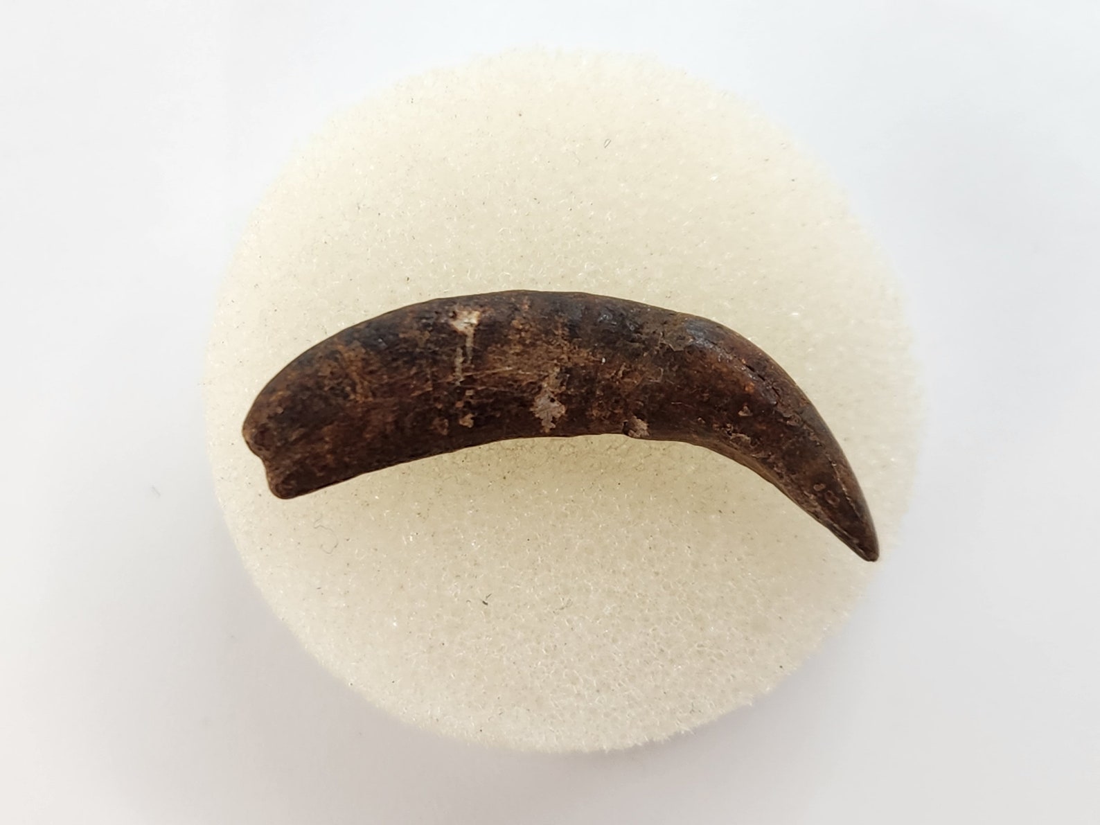 Raccoon 1.09" Fossil Rooted Lower Canine Tooth - Florida - Pleistocene ...