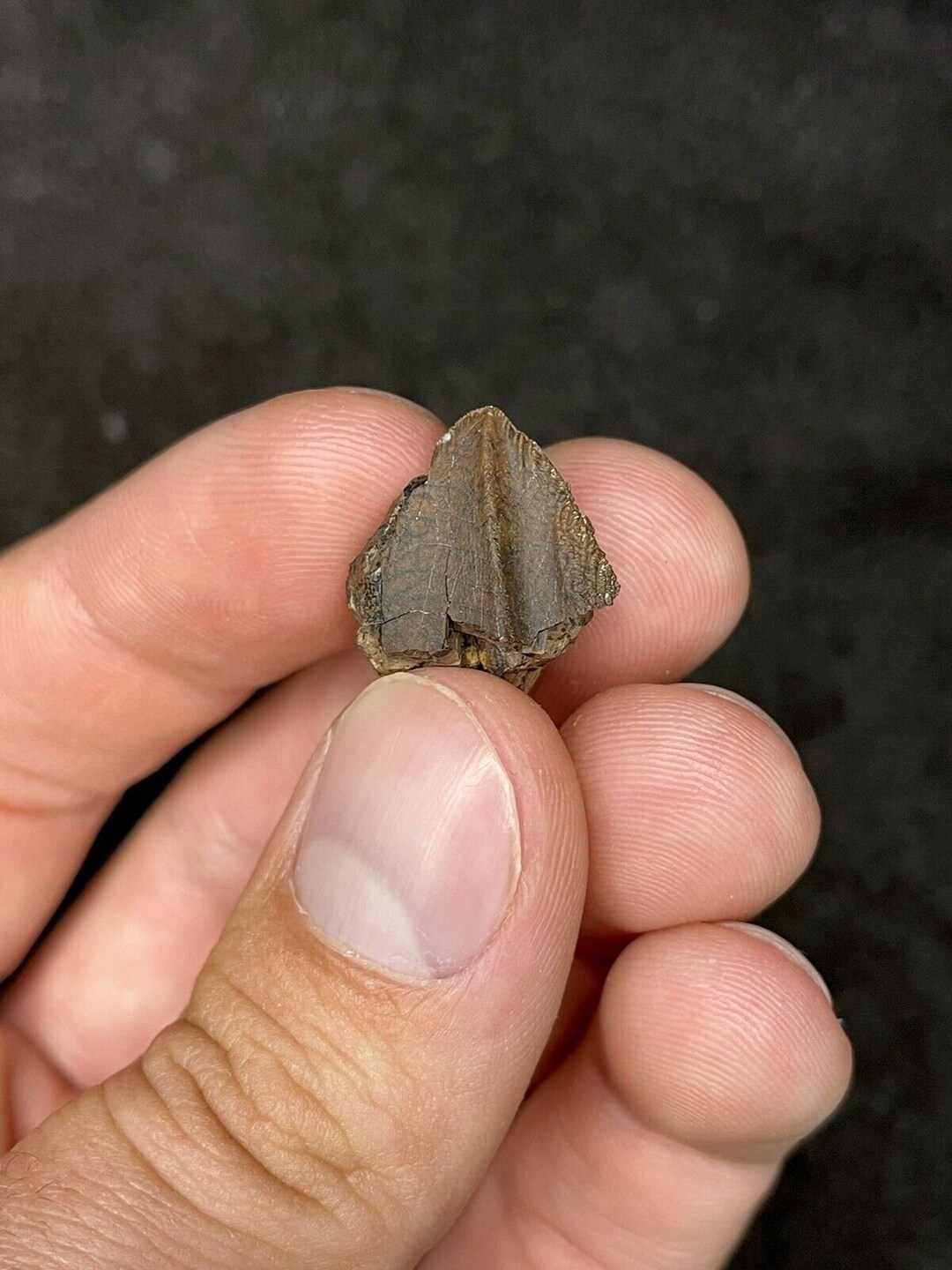 Triceratops 0.9 Tooth Lance Fm. Niobrara Co., WY - Etsy