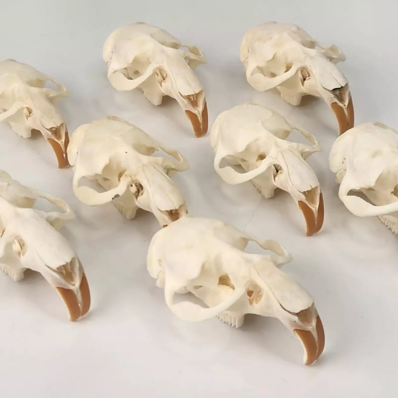 Wholesale Taxidermy Skull - Etsy