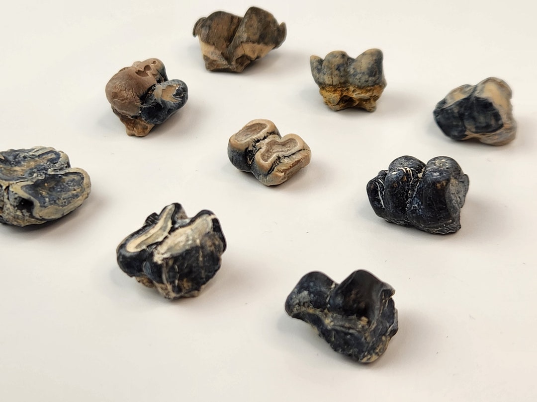 Manatee Tooth Fossil Trichechus Manatus Pleistocene Northern Florida - Etsy