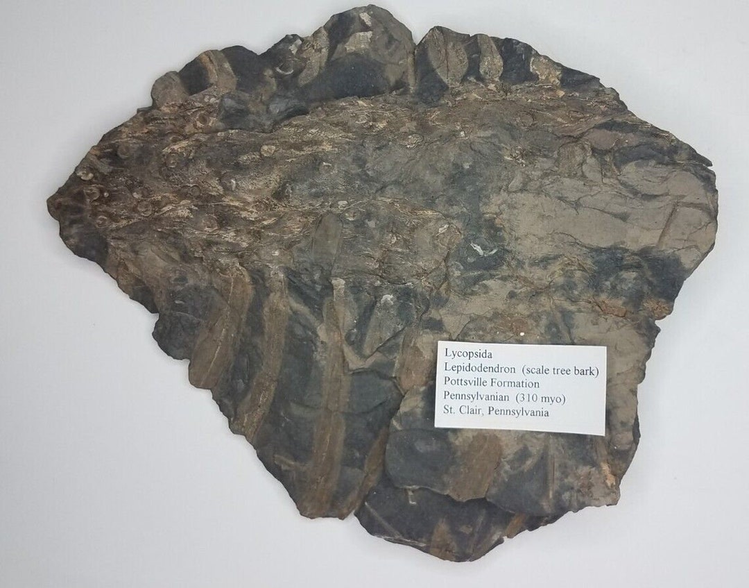 Lycopsida Lepidodendron scale Tree Bark Plant Fossil - Etsy