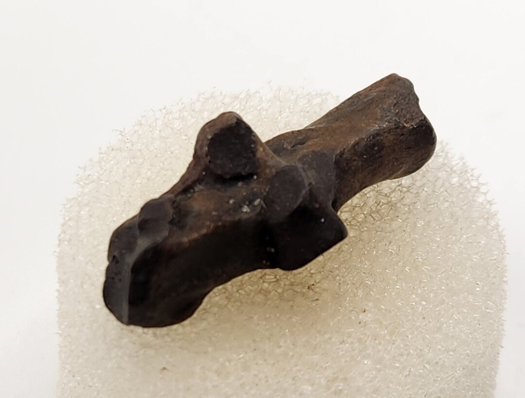Rabbit Calcaneus Fossil (ankle Bone) - Florida - Pleistocene (ice Age ...