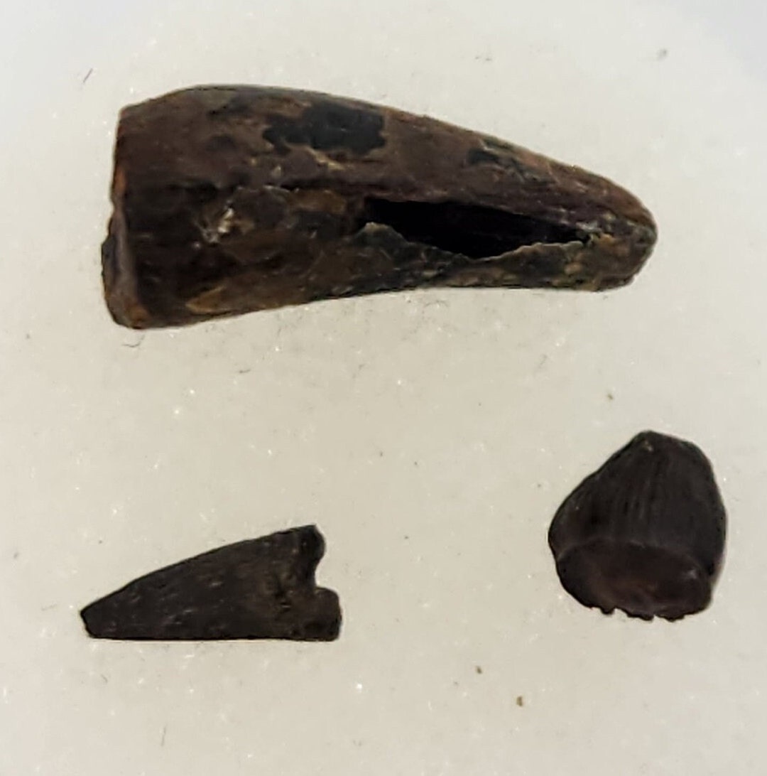 Crocodilian Tooth Fossils (3) - Lance Fm. - Niobrara Co., WY - Etsy