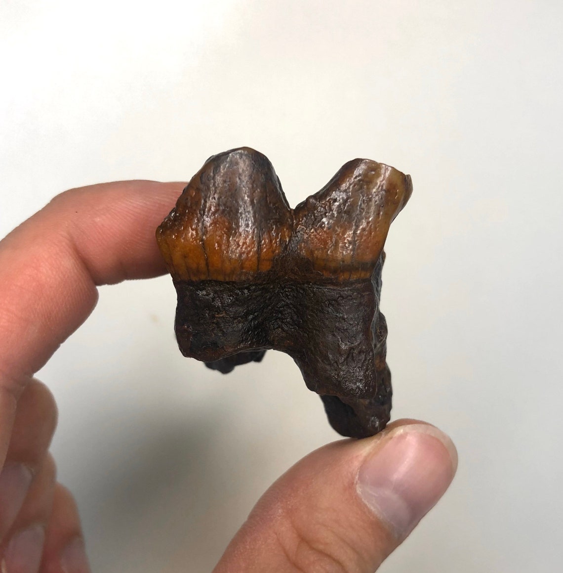 Baby Mastodon Tooth | Etsy