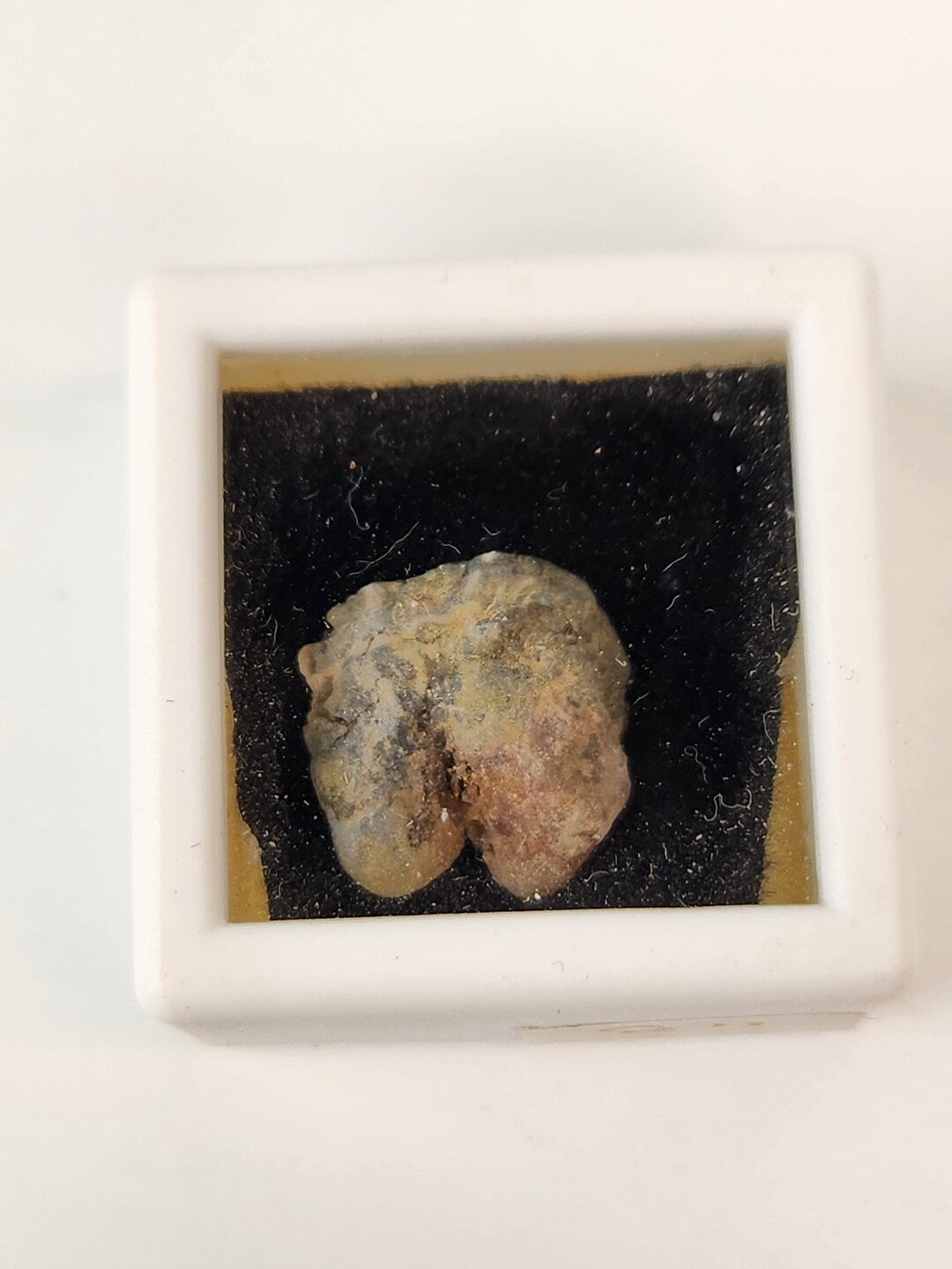 Edops Craigi Ossicle ear Bone Permian Reptile Archer City Fm. Archer Co ...