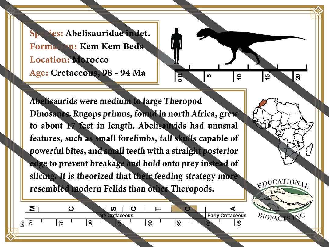 Fossil Full Size 3" X 4" Display Cards A-M - Made In-house - Various ...