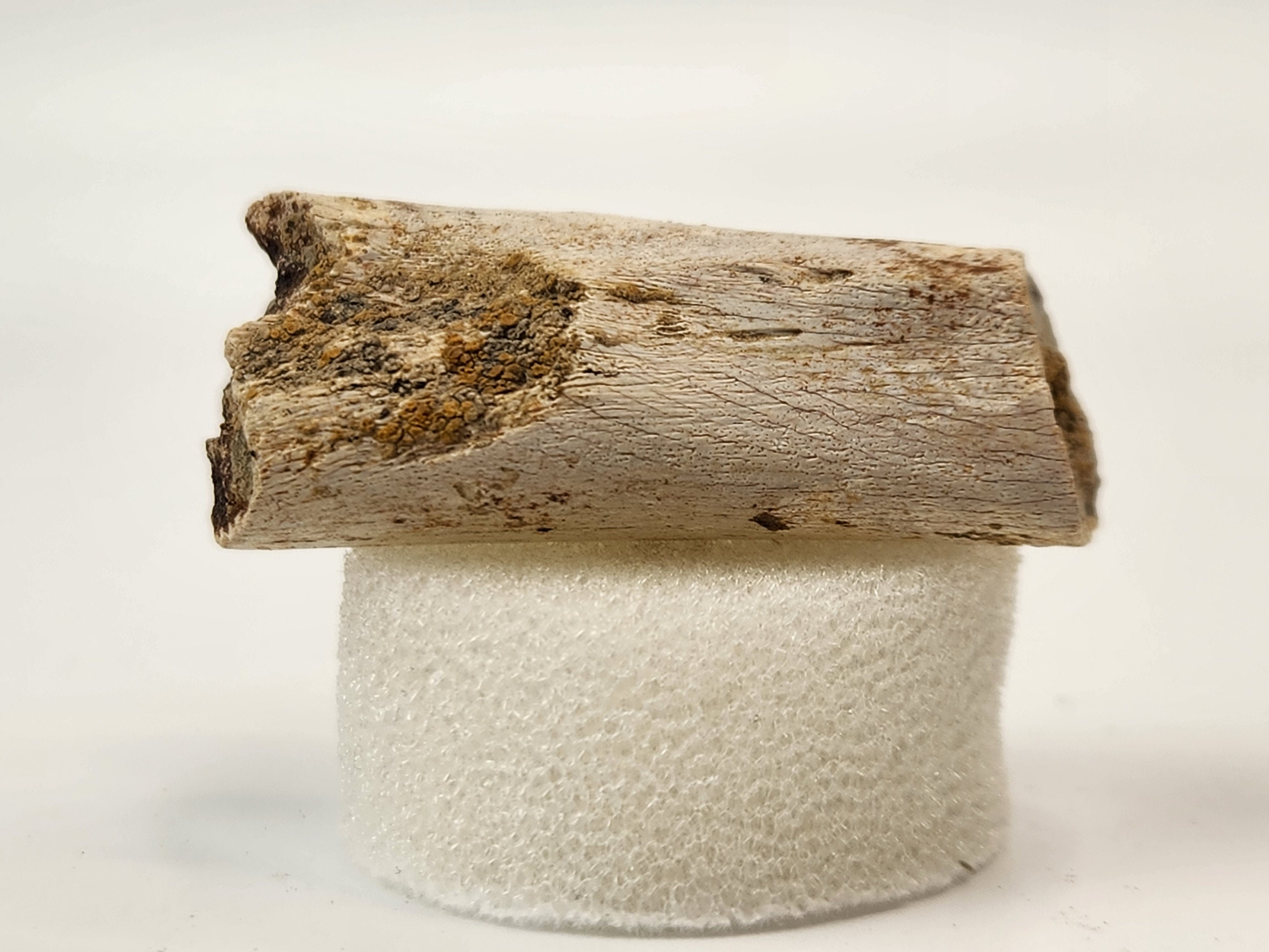 Theropod Limb Bone Fragment Hell Creek Formation Wibaux - Etsy