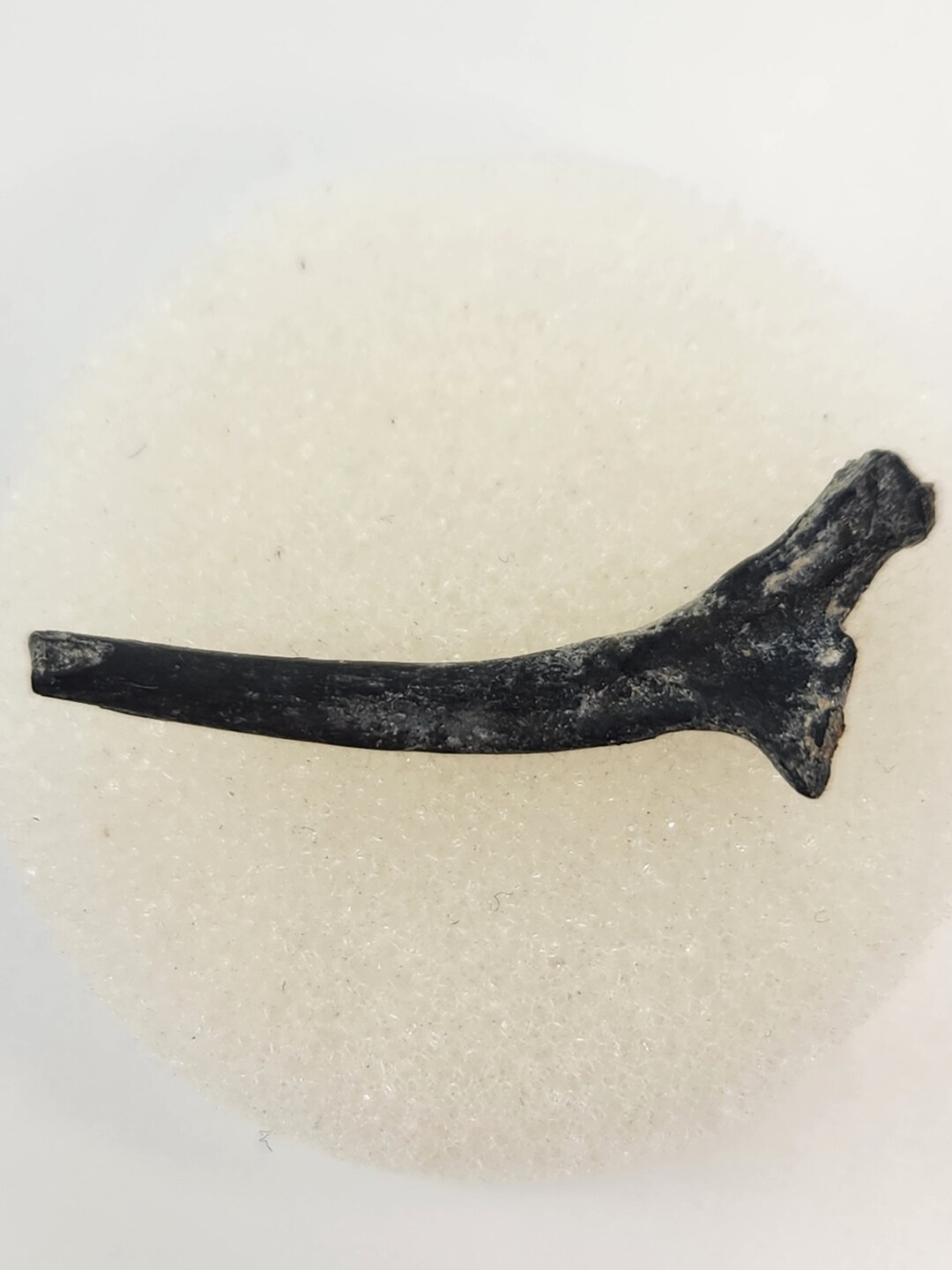 Permian Reptile Rib Fossil Fissure Fill Dolese/richards - Etsy