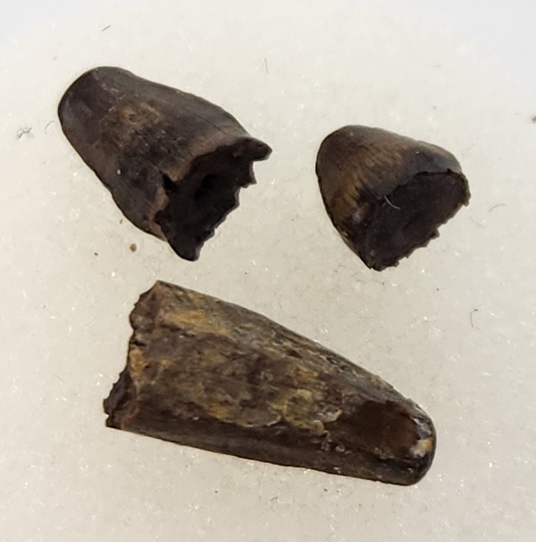 Crocodilian Tooth Fossils (3) - Lance Fm. - Niobrara Co., WY - Etsy