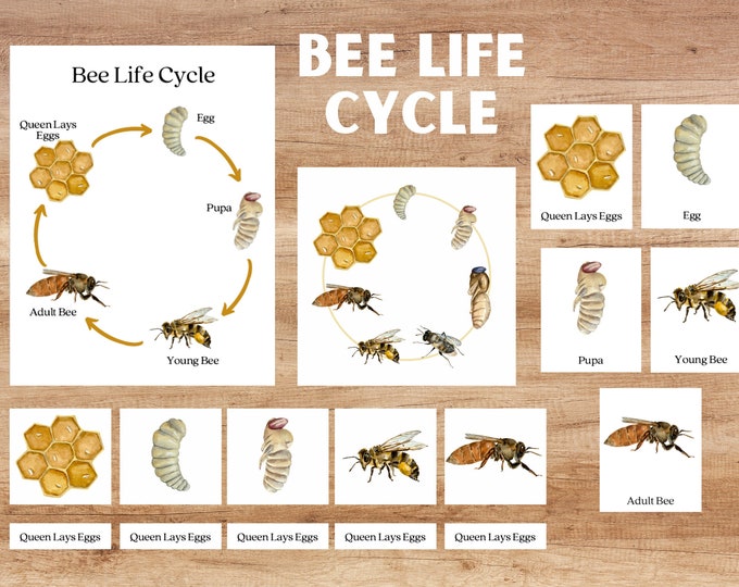 Ciclo de vida de las abejas imprimible, ciclo de vida de las abejas ...
