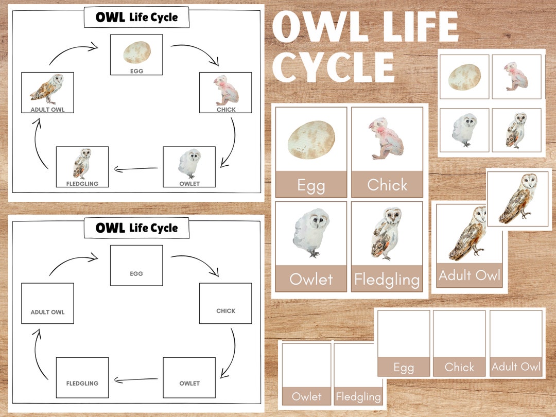OWL LIFE CYCLE / Montessori / Homeschool / Matching Game / Printable ...