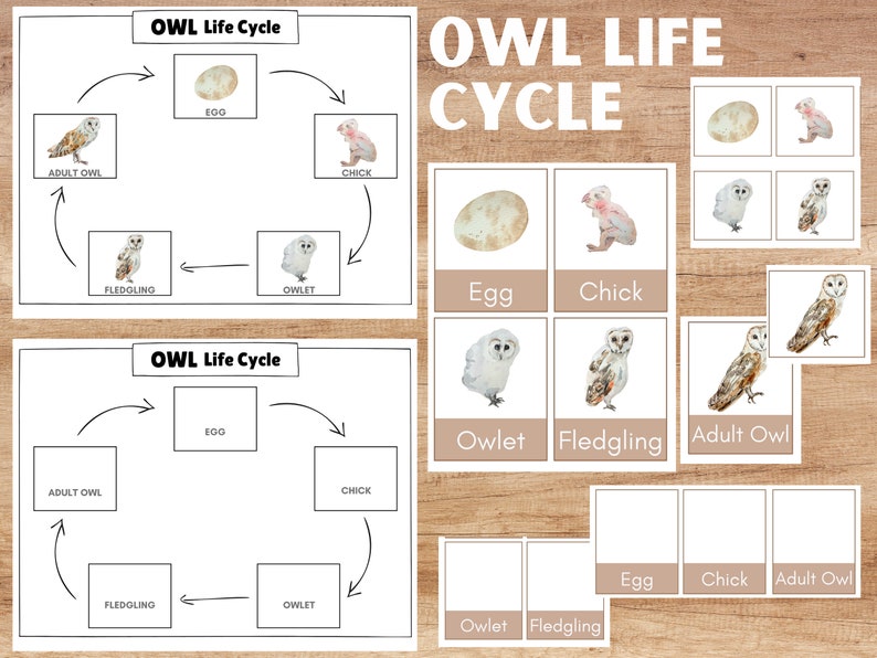 OWL LIFE CYCLE / Montessori / Homeschool / Matching Game / Printable ...