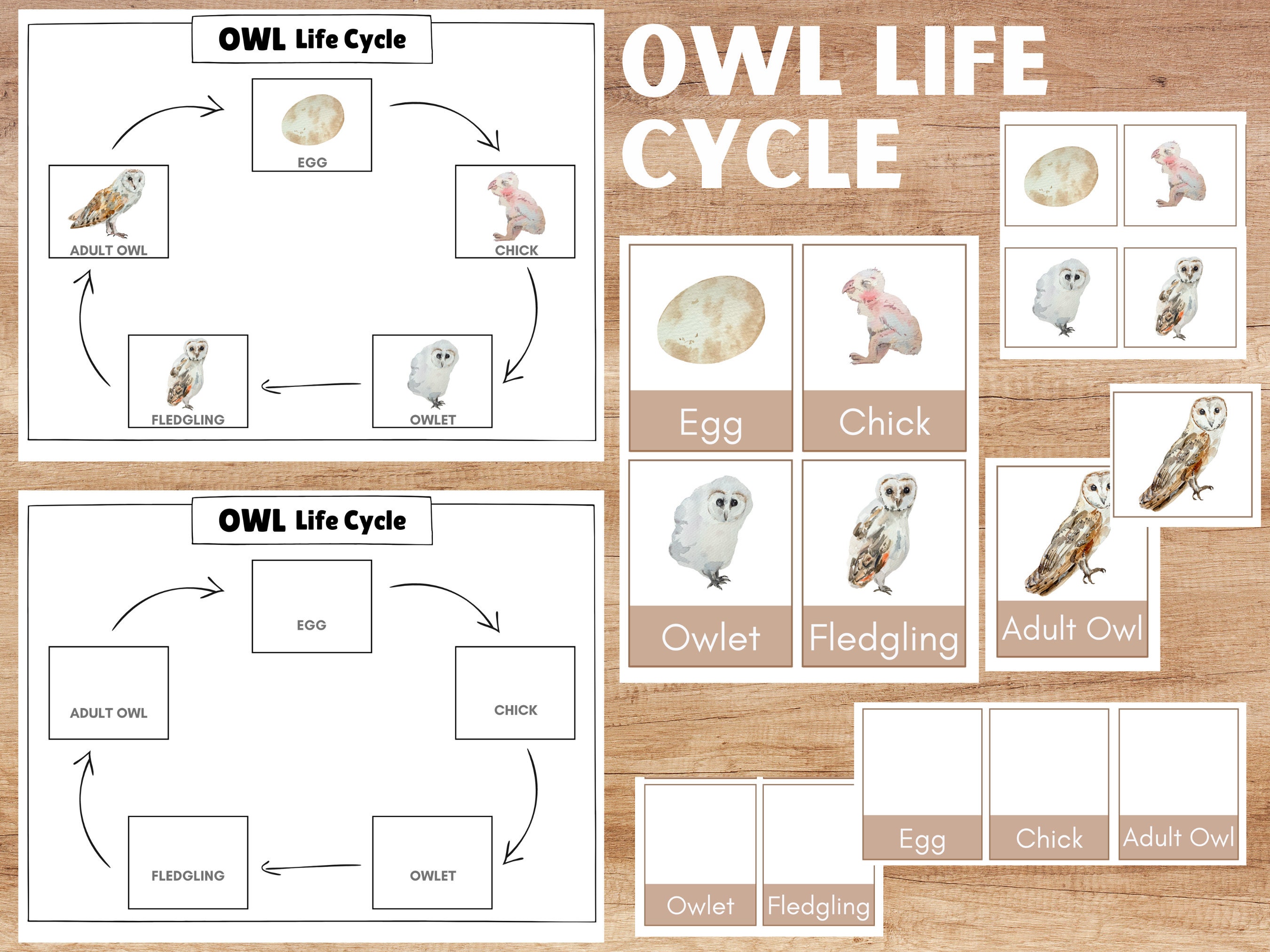 OWL LIFE CYCLE / Montessori / Homeschool / Matching Game / Printable ...