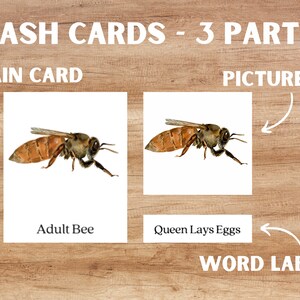 Bee Life Cycle Printable / Flash Cards / Matching / Montessori Learning ...
