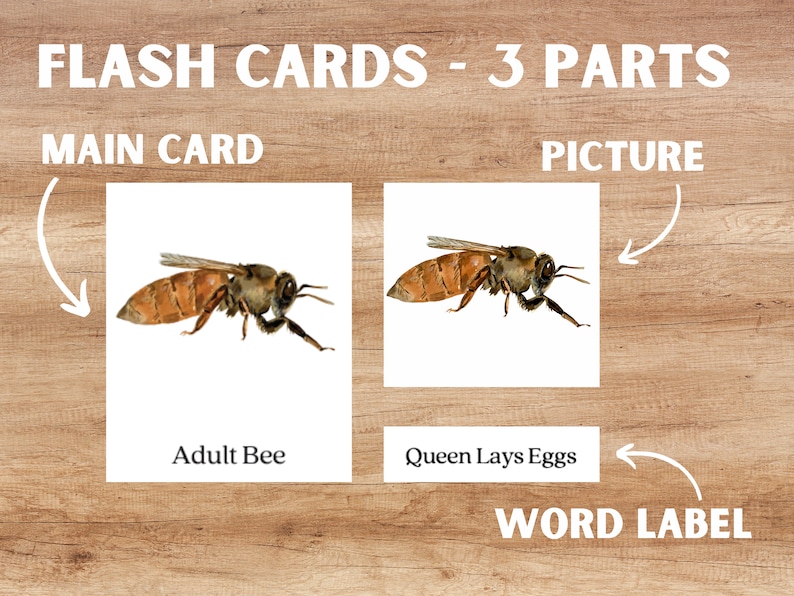 Bee Life Cycle Printable / Flash Cards / Matching / Montessori Learning ...