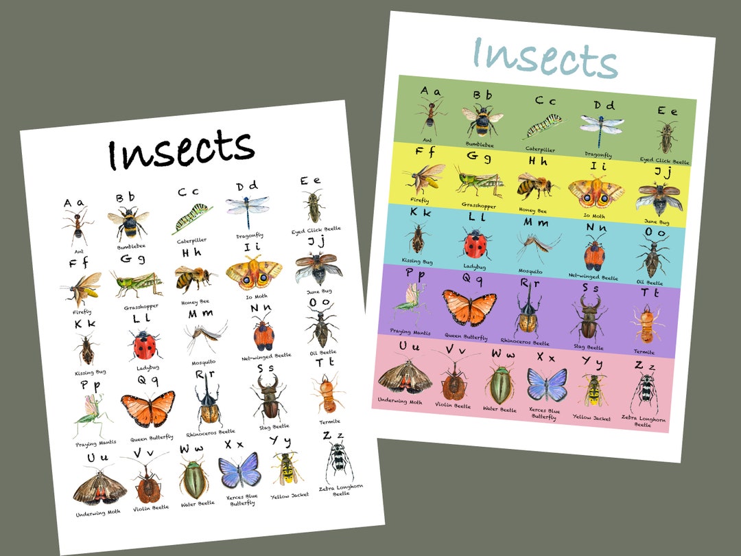 INSECTS ABC POSTERS / Montessori / Daycare / Preschool / Homeschool ...