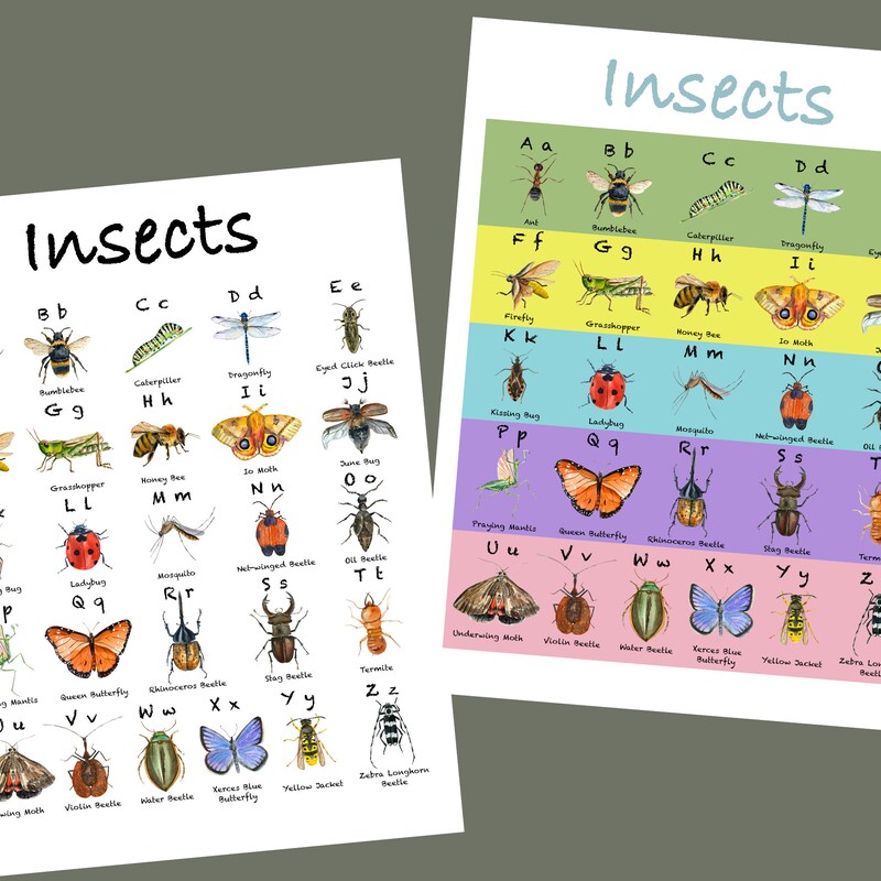 Insect Poster - Etsy