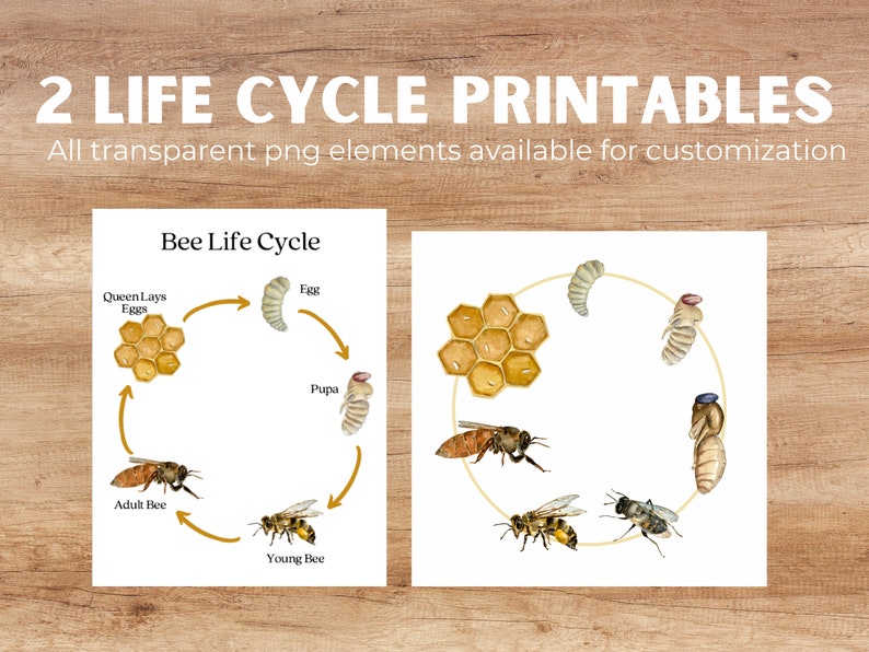 Bee Life Cycle Printable / Flash Cards / Matching / Montessori | Etsy