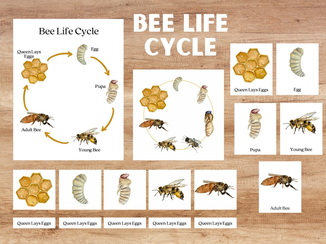 Bee Life Cycle Printable / Flash Cards / Matching / Montessori Learning ...
