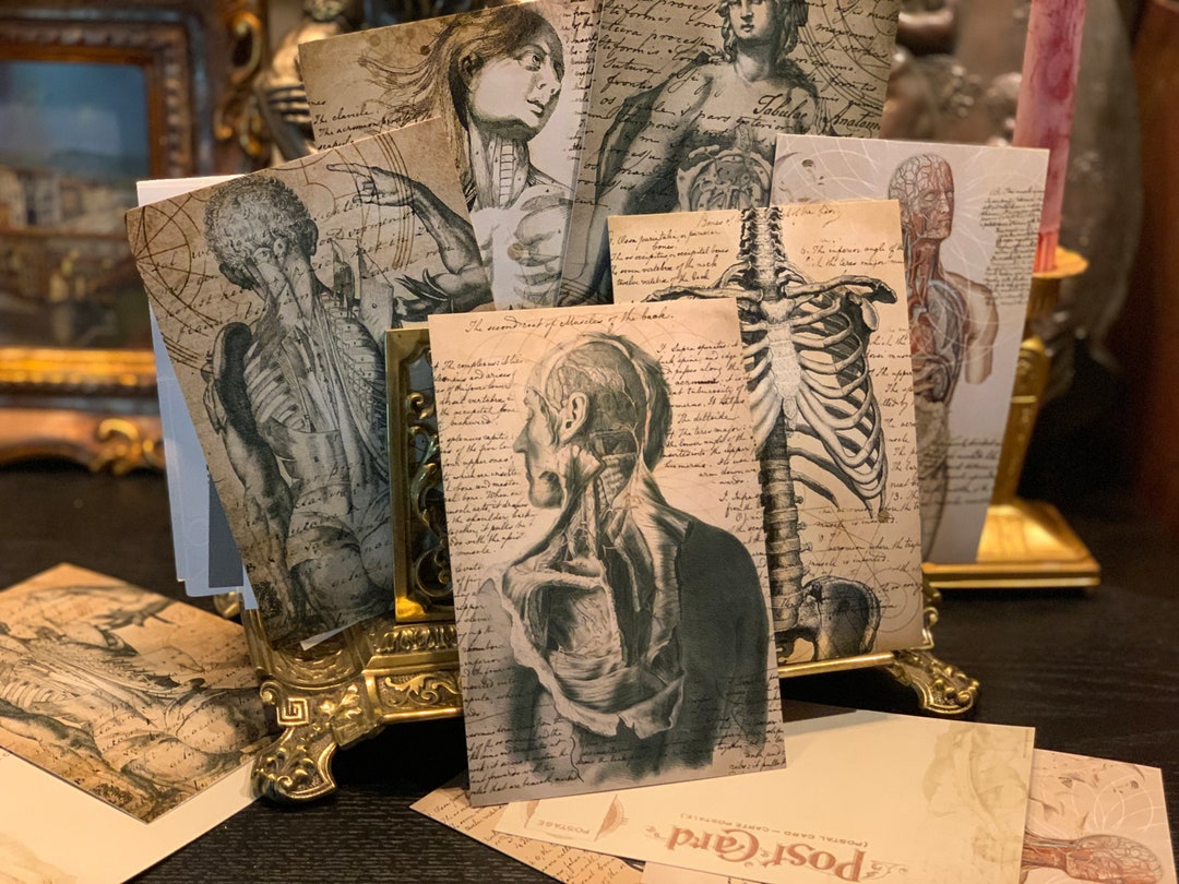 Anatomia, Antique Anatomy Postcard/greeting Card Set, Exclusively ...