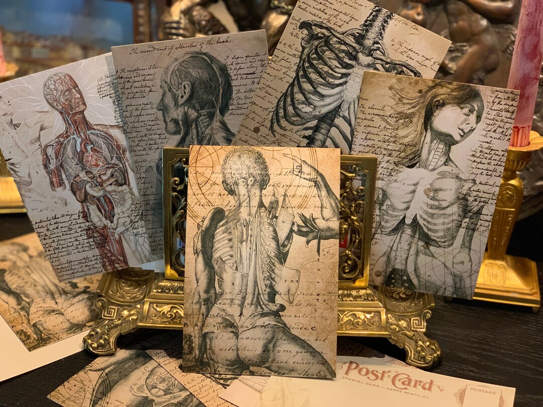 Anatomia, Set of Antique Anatomy Postcards, Exclusively Designed ...