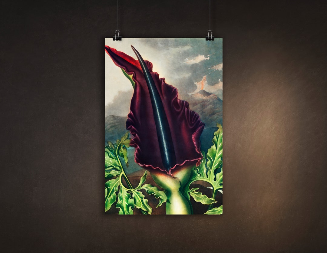 The Dragon Arum From the Temple of Flora by Robert John Thornton ...