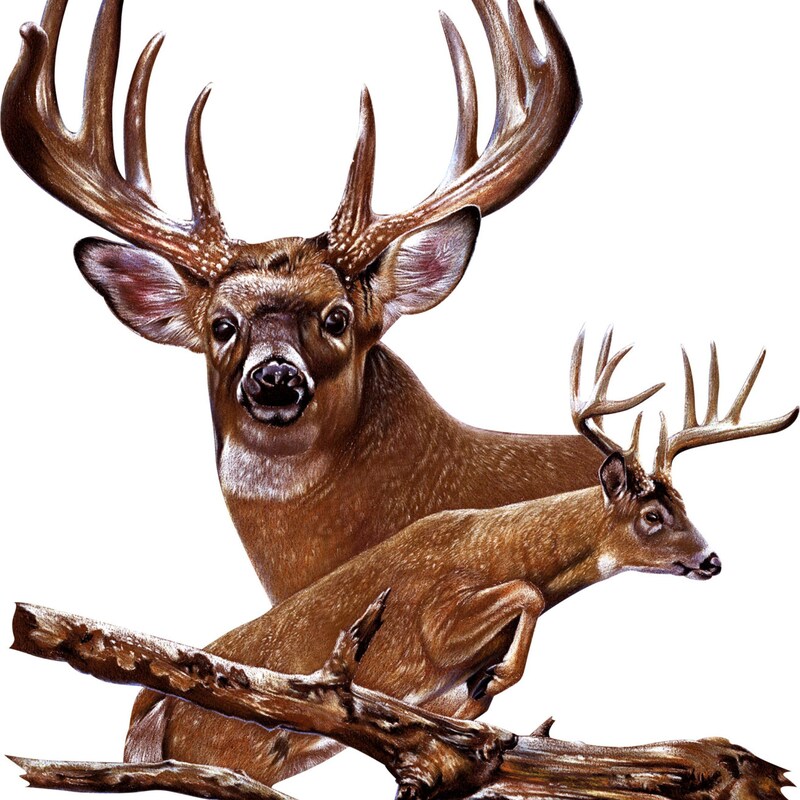 Large Animal Decals - Etsy