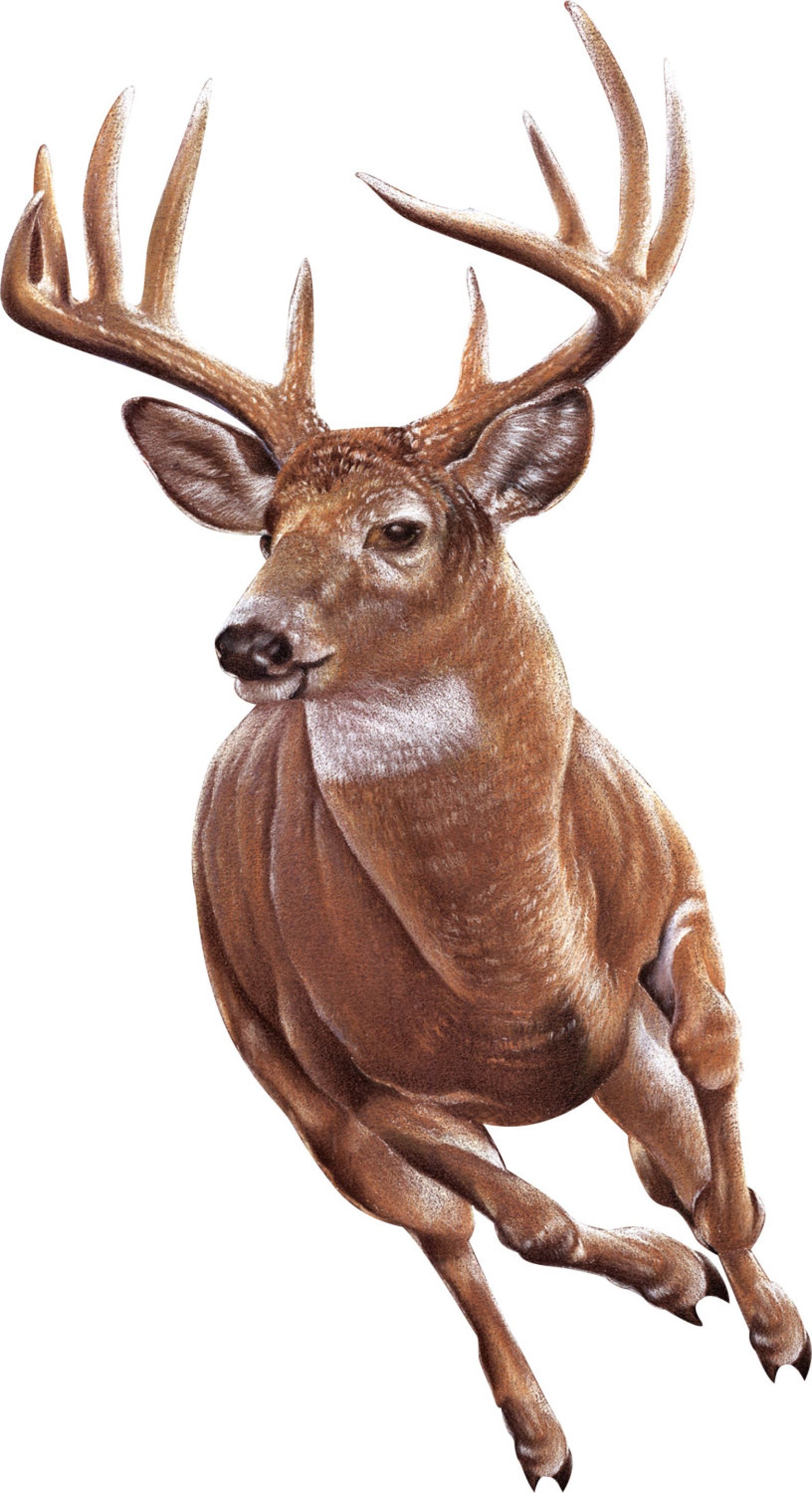 Running Deer Decal: Full Color Wildlife Vinyl Sticker - Etsy