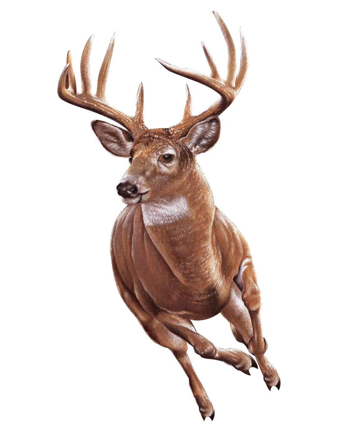 Running Deer Download, Full Color Running Deer Decal, Running Deer Png ...