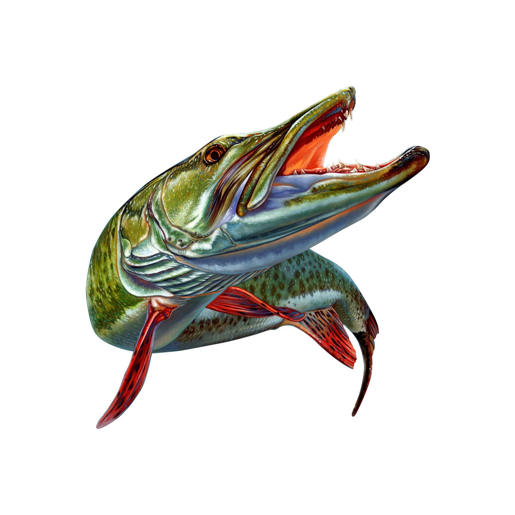 fish decal, full color fish decal, musky turn sticker, fish laptop ...