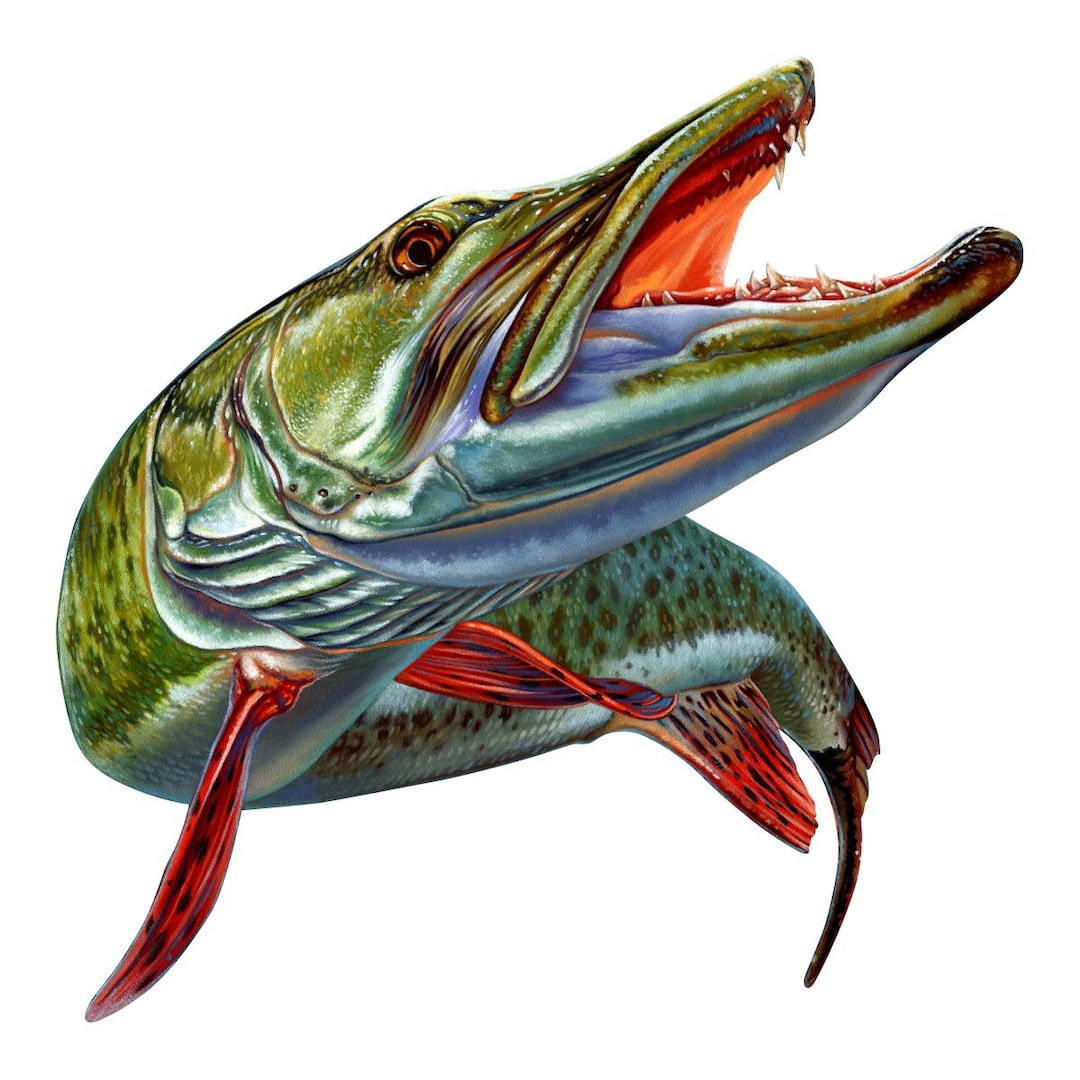 Full Color Musky Fish Download, Musky Image, Full Color Musky Download ...