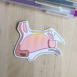 Anatomical Nasal Cavity/nose Sticker - Etsy