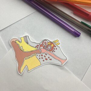 Anatomical Ear Sticker - Etsy