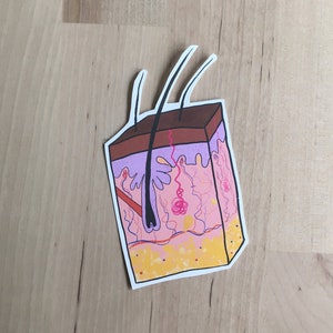 Skin/integumentary System Sticker - Etsy