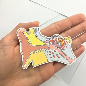 Anatomical Ear Sticker - Etsy