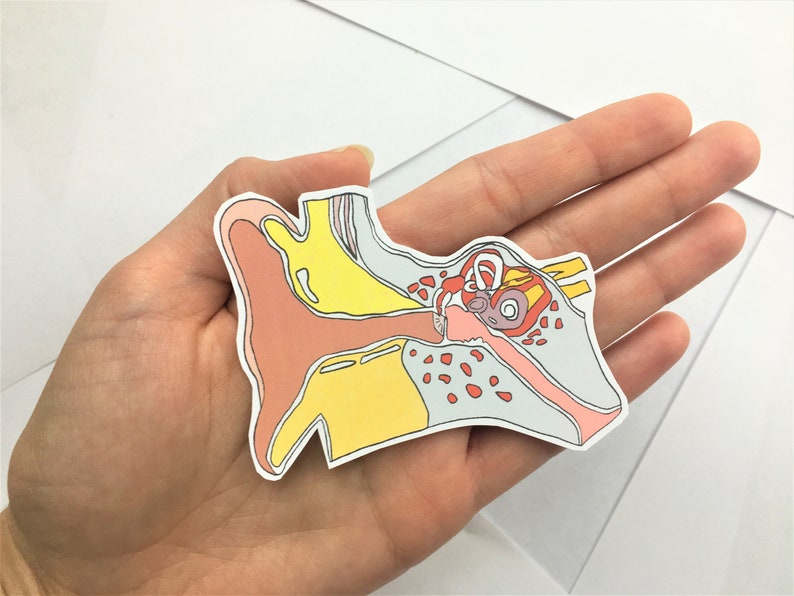 Anatomical Ear Sticker - Etsy