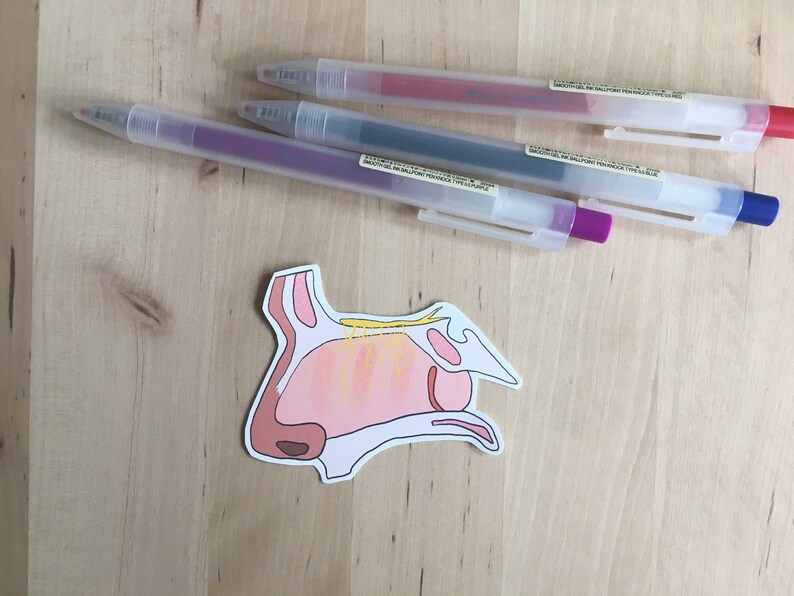 Anatomical Nasal Cavity/nose Sticker - Etsy